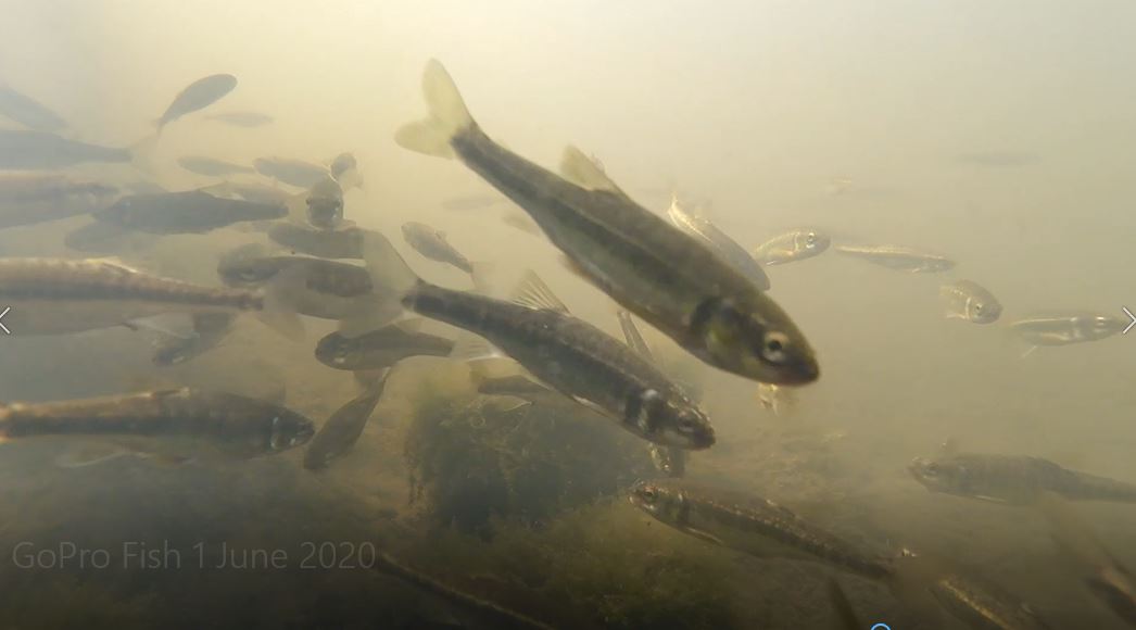 Lanefoot Cottage – Rural Tranquility